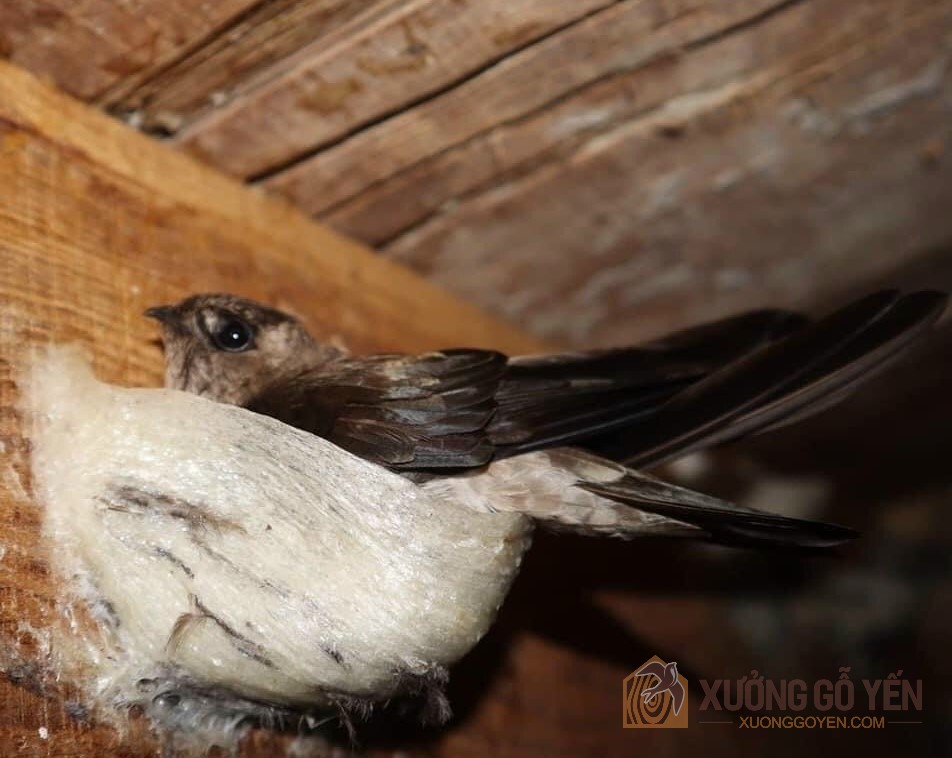 Nắm vững những kỹ thuật nuôi yến căn bản để đảm bảo sự thành công